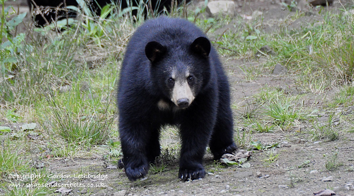 Close encounters with bears | Travel Unpacked